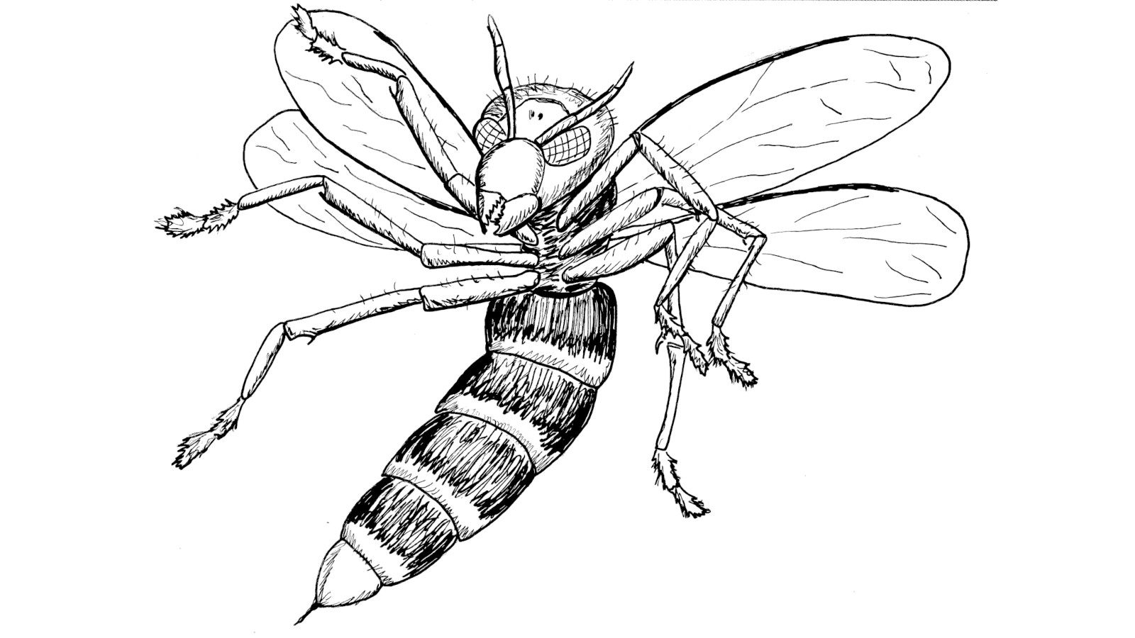 Ice-trapped Wasps Exterminated - Session #168 • Empty Z